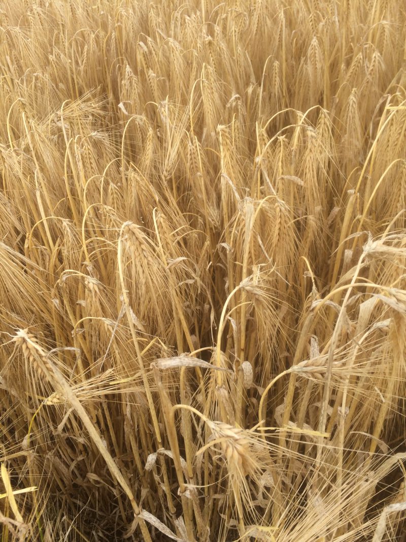 Graan – Vossenburg Rhoon